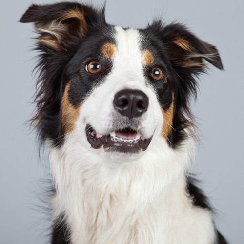 Dogs With Braces - Fresh Orthodontics