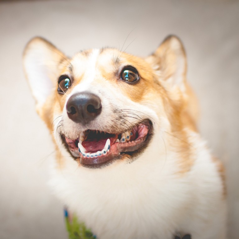 Dogs With Braces - Fresh Orthodontics